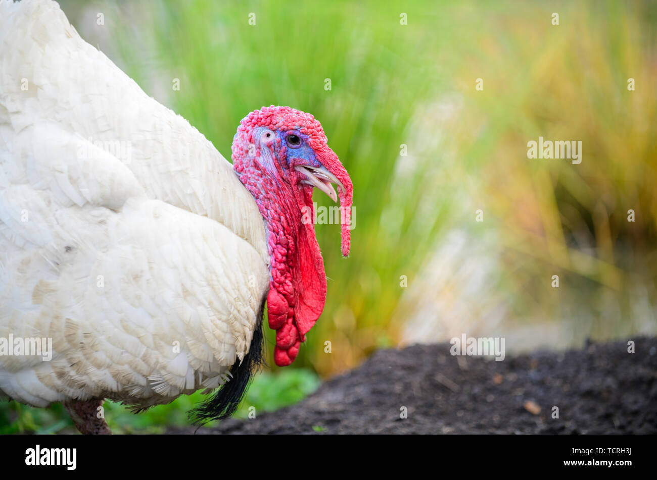 Portrait of white turkey on nature background. colorful red wattle and ...