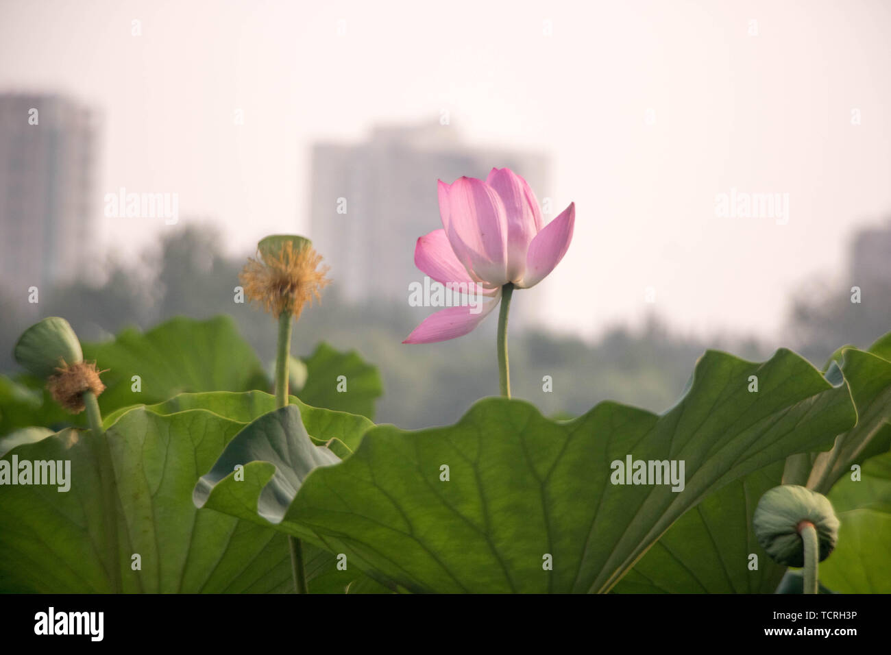 Lotus in Lianhuachi Park, Beijing Stock Photo - Alamy
