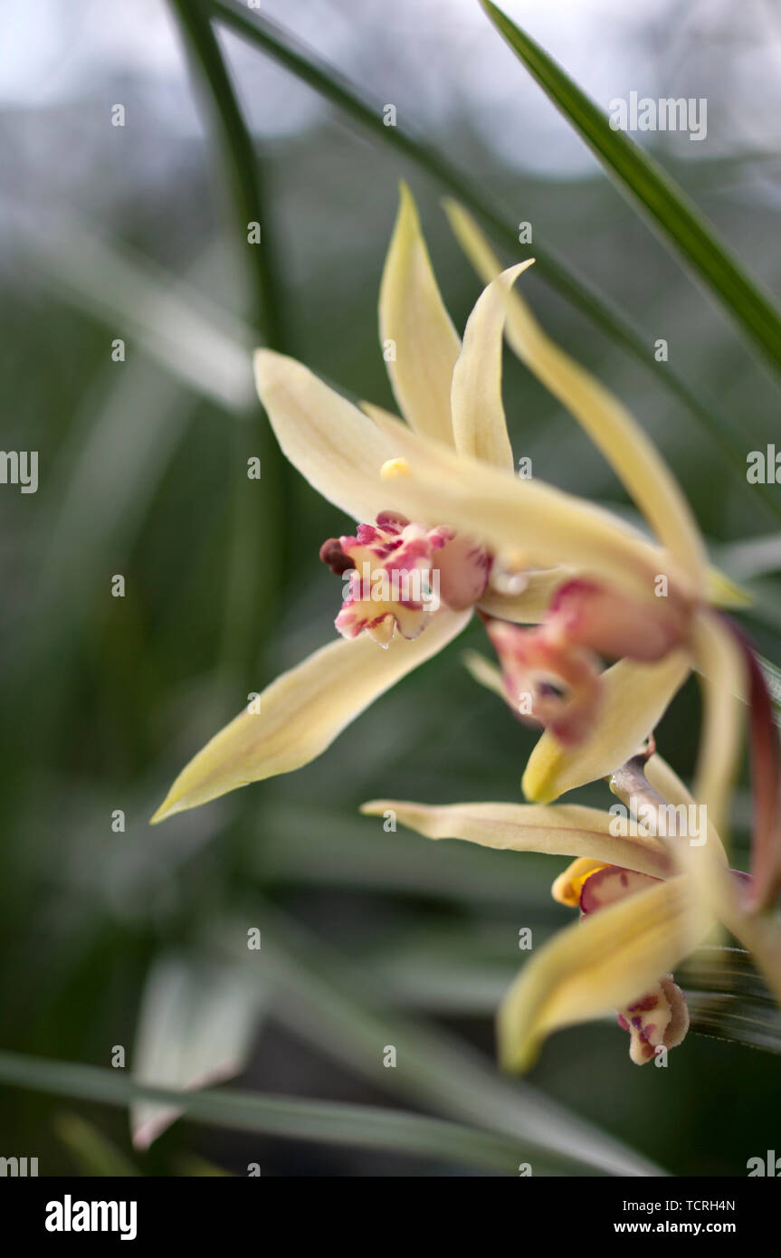 Micro orchids hi-res stock photography and images - Alamy