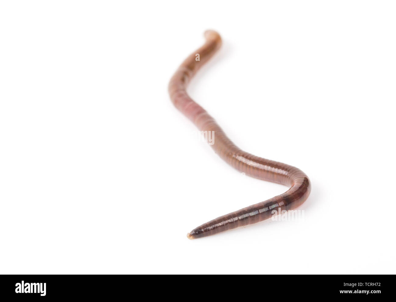 Earthworms biology hi-res stock photography and images - Alamy