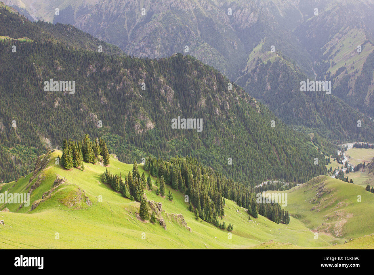 The pastures and forests in the depths of Tianshan Stock Photo - Alamy