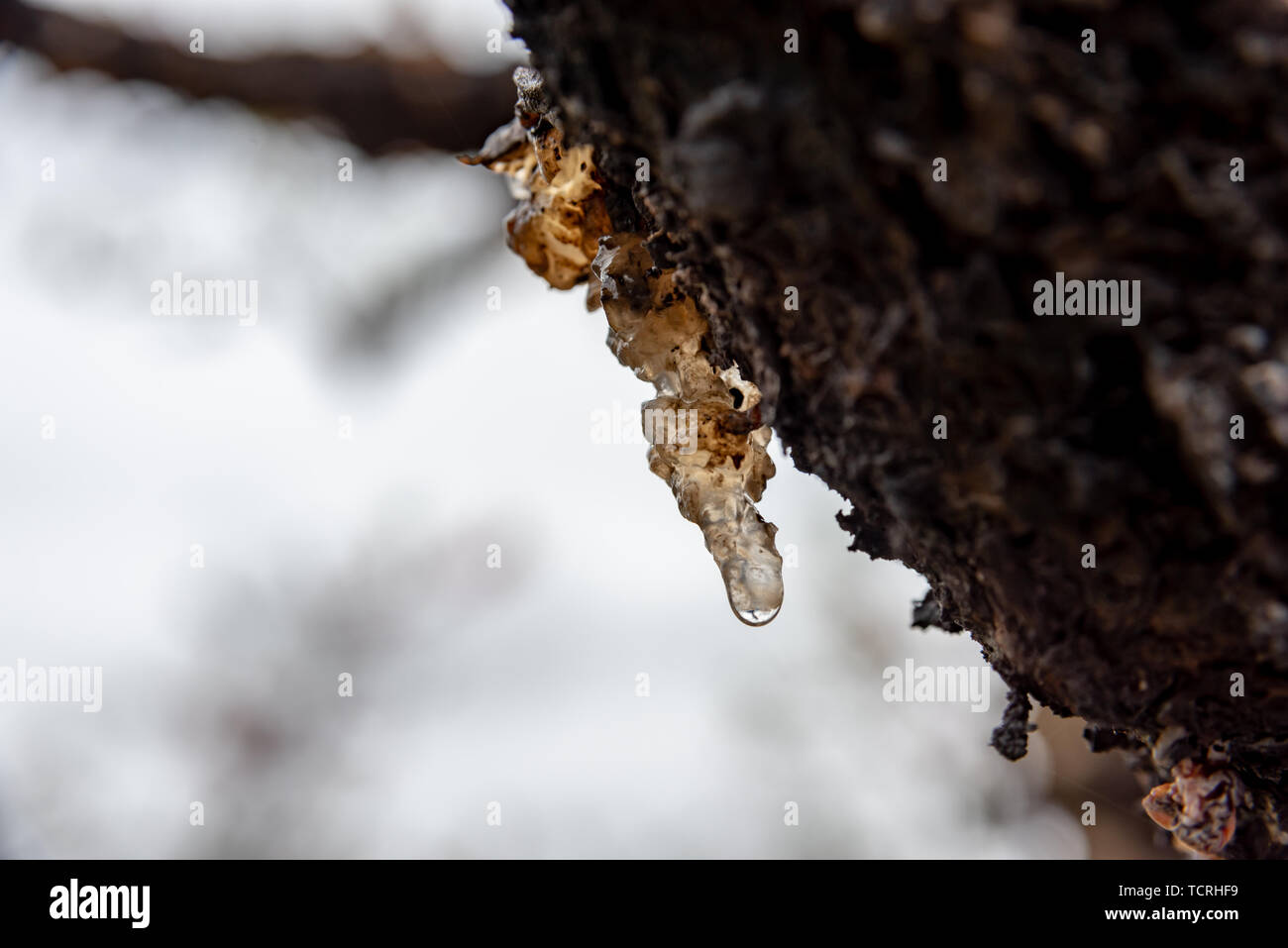 Peach resin hi-res stock photography and images - Alamy