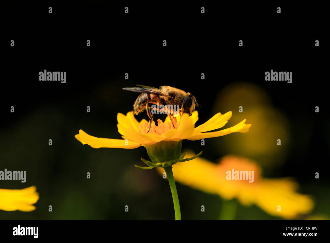 Hard working bees hi-res stock photography and images - Alamy