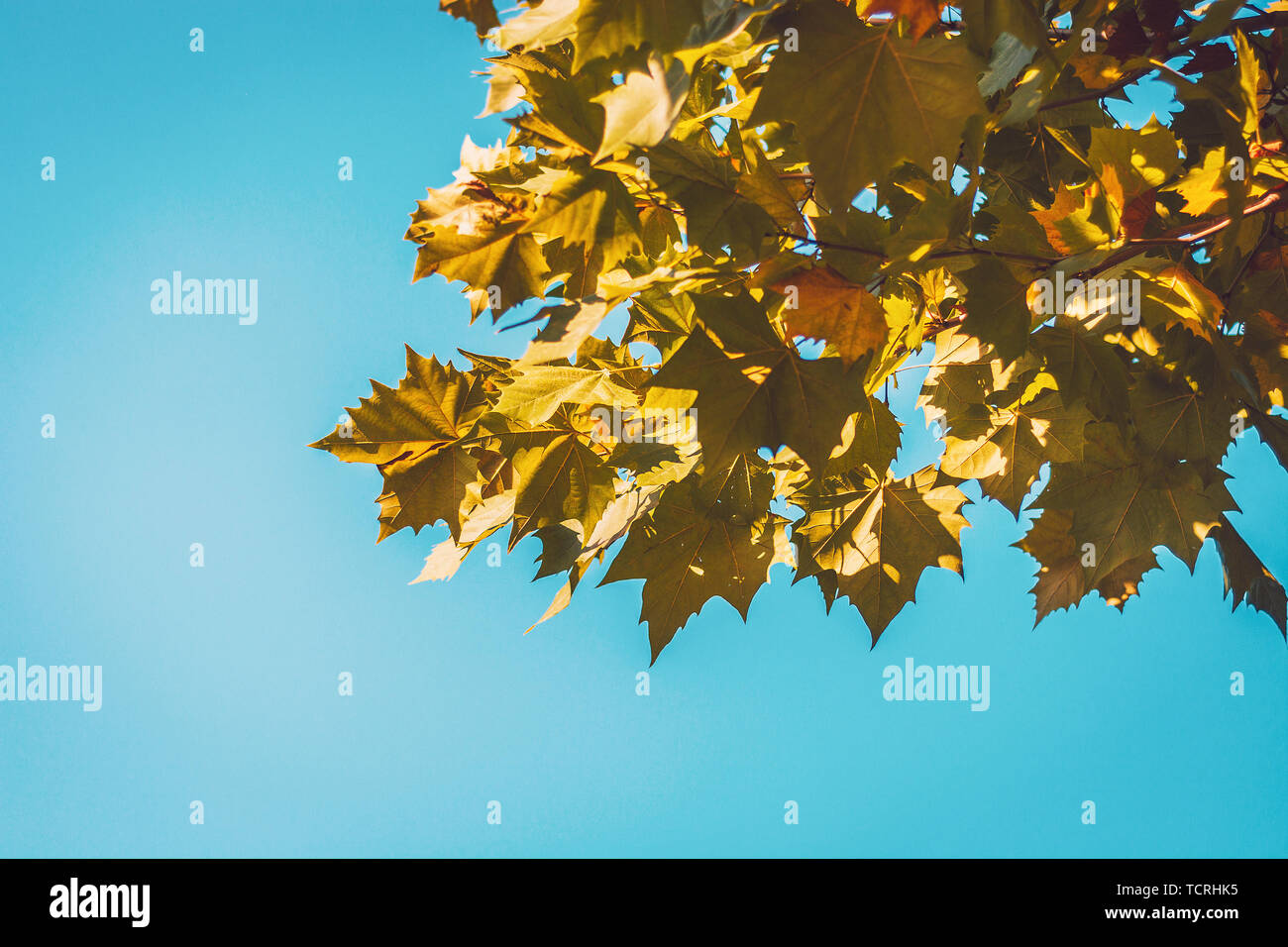 French sycamore tree in golden autumn Stock Photo - Alamy