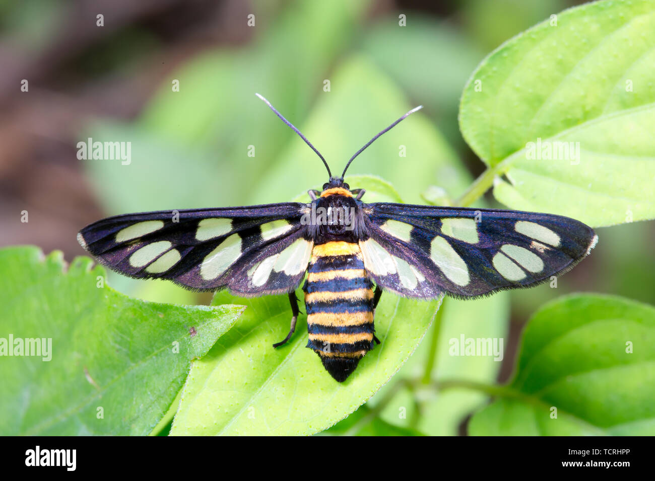 Lawn moths hi-res stock photography and images - Alamy