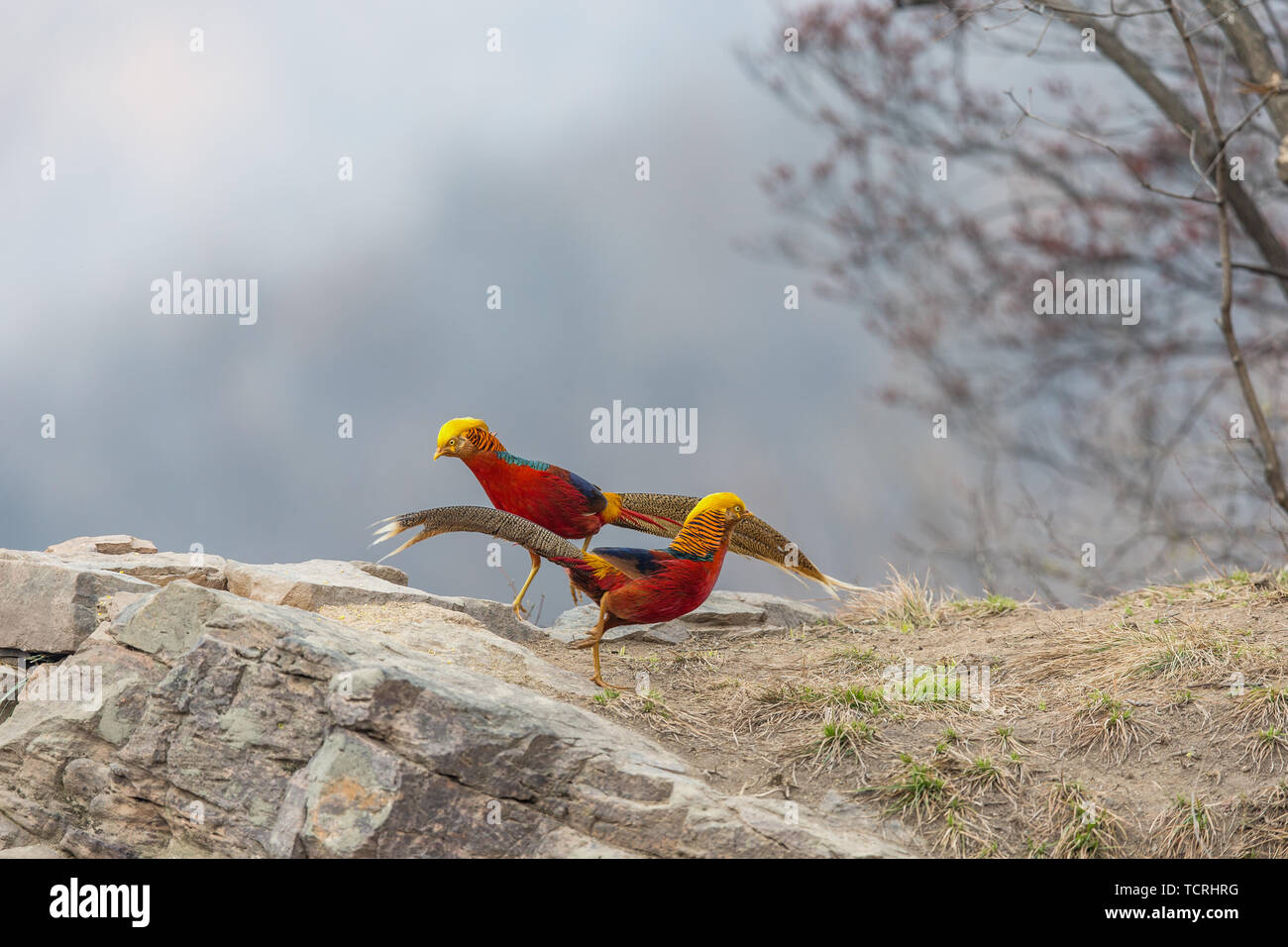 Red-bellied golden chicken. The golden chicken foraged in the wild ...
