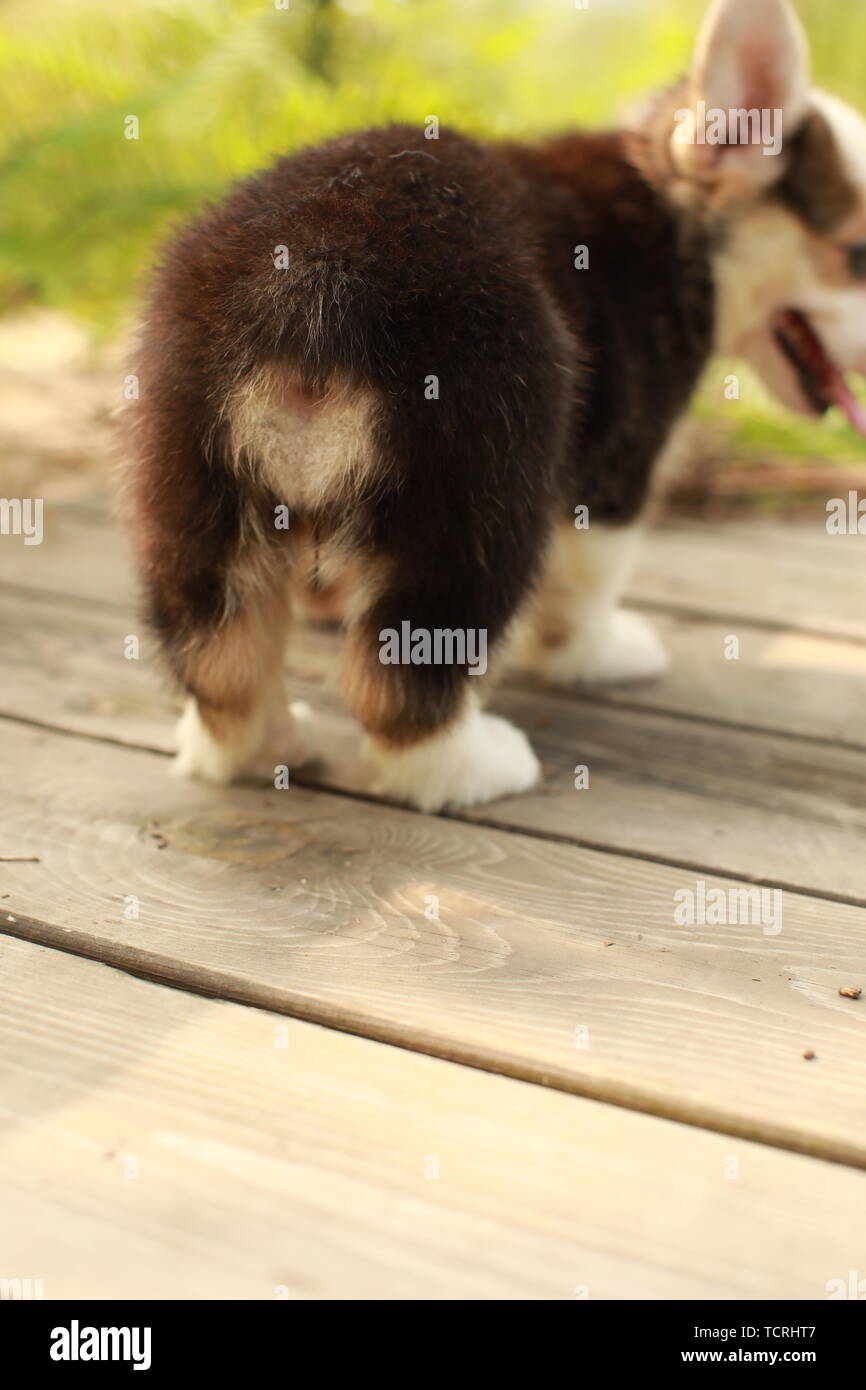 Kirky hi-res stock photography and images - Alamy