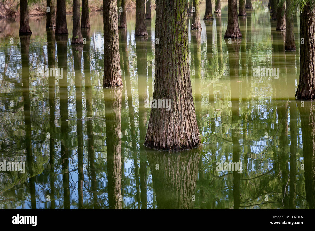 Sequoia and reflection Stock Photo - Alamy