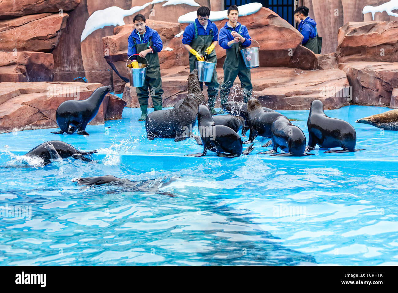 Seal in Haichang Ocean Park, Shanghai Stock Photo - Alamy