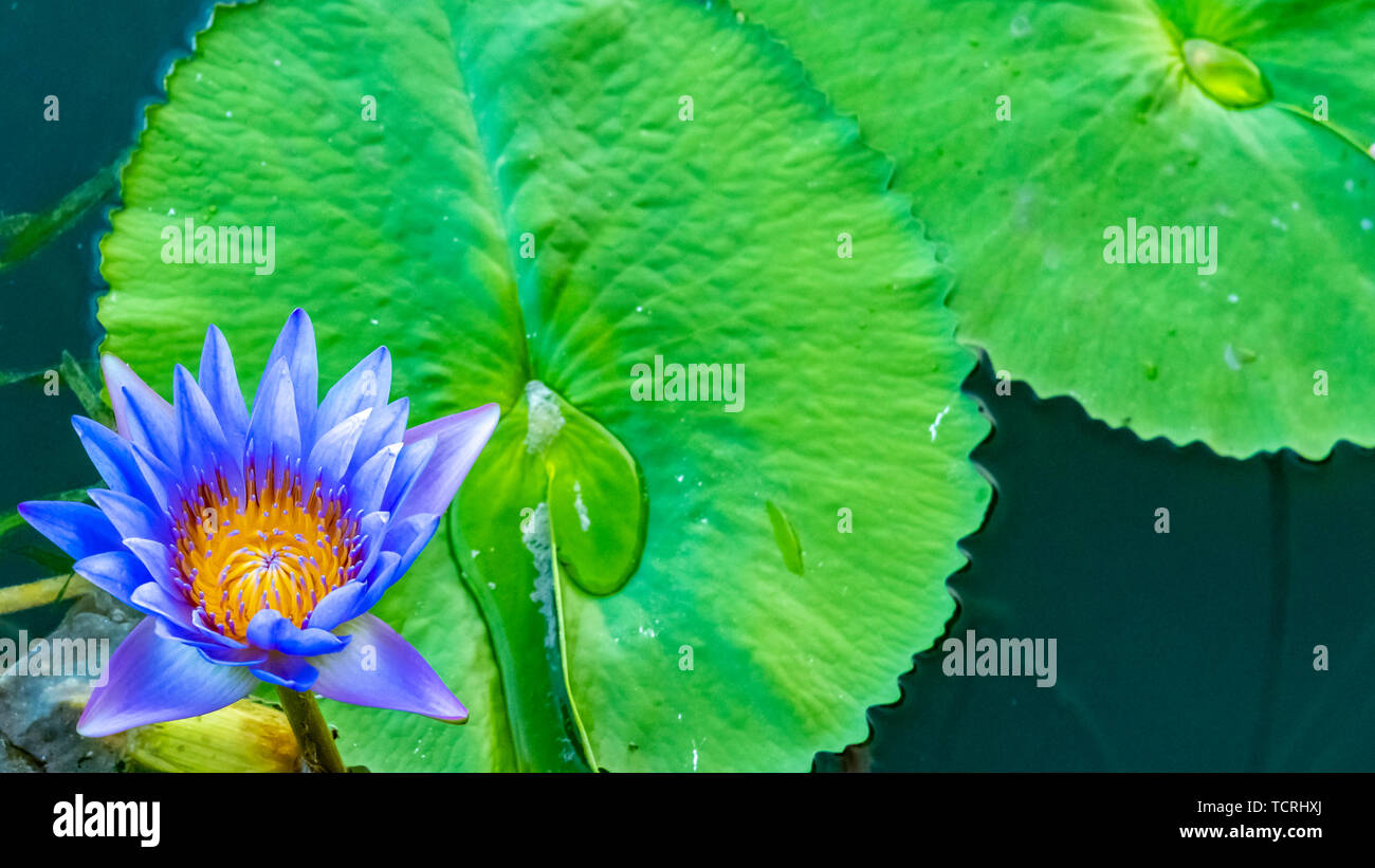 lotus flower chart Stock Photo - Alamy