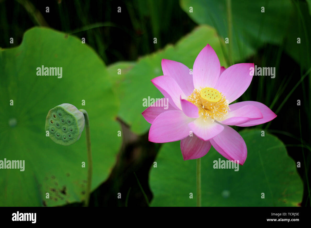 Aquatic plants in foreign countries hi-res stock photography and images ...