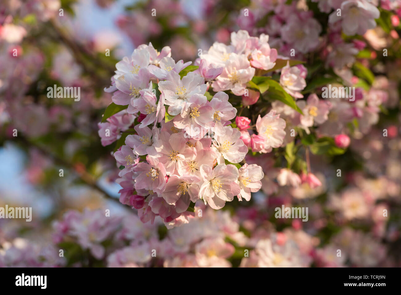 Begonia tree hi-res stock photography and images - Alamy