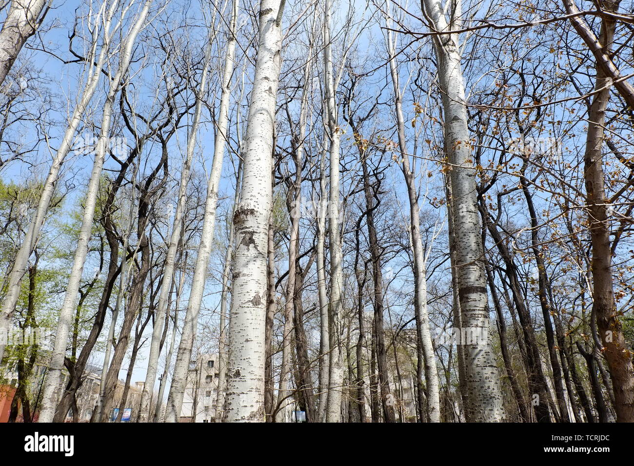 Spring trees germinate Stock Photo - Alamy
