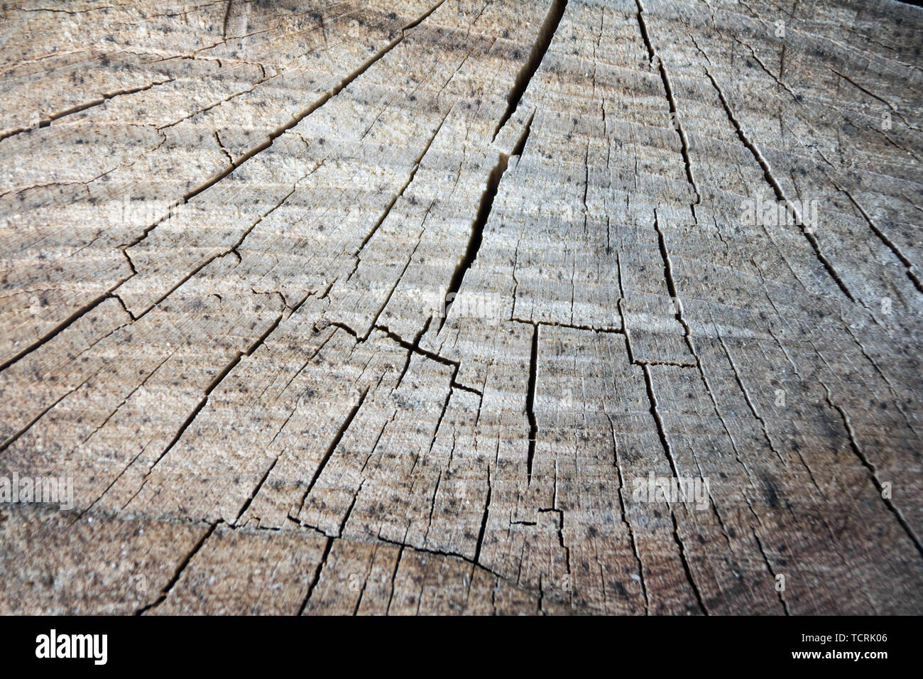 tree stump wood texture Stock Photo - Alamy