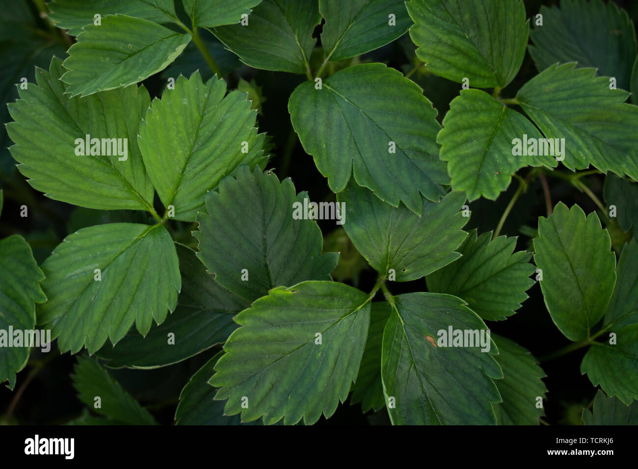 Strawbery hi-res stock photography and images - Alamy
