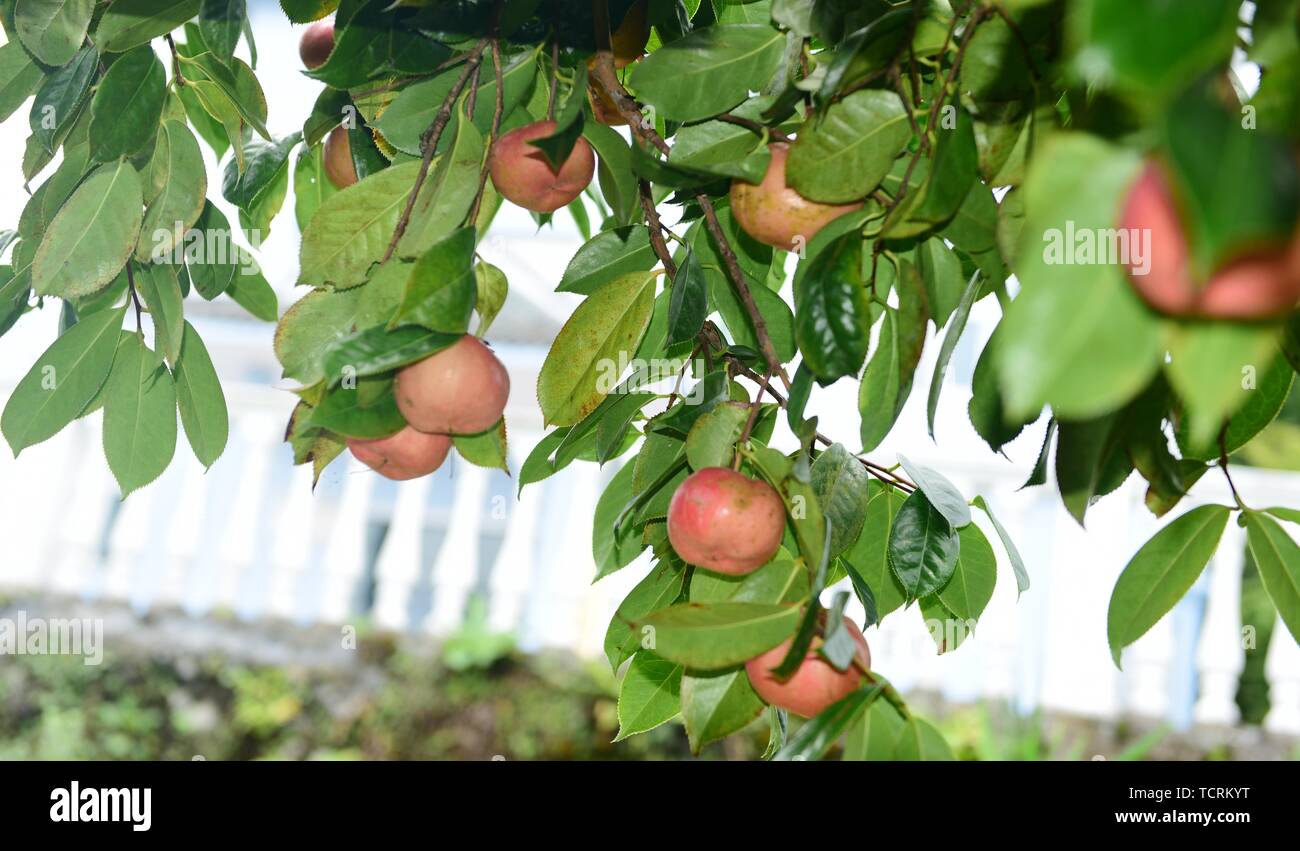 Oil tea, tea fruit Stock Photo - Alamy