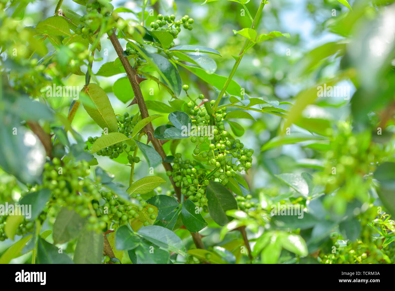 Pepper rattan pepper branch close-up HD large picture Stock Photo - Alamy