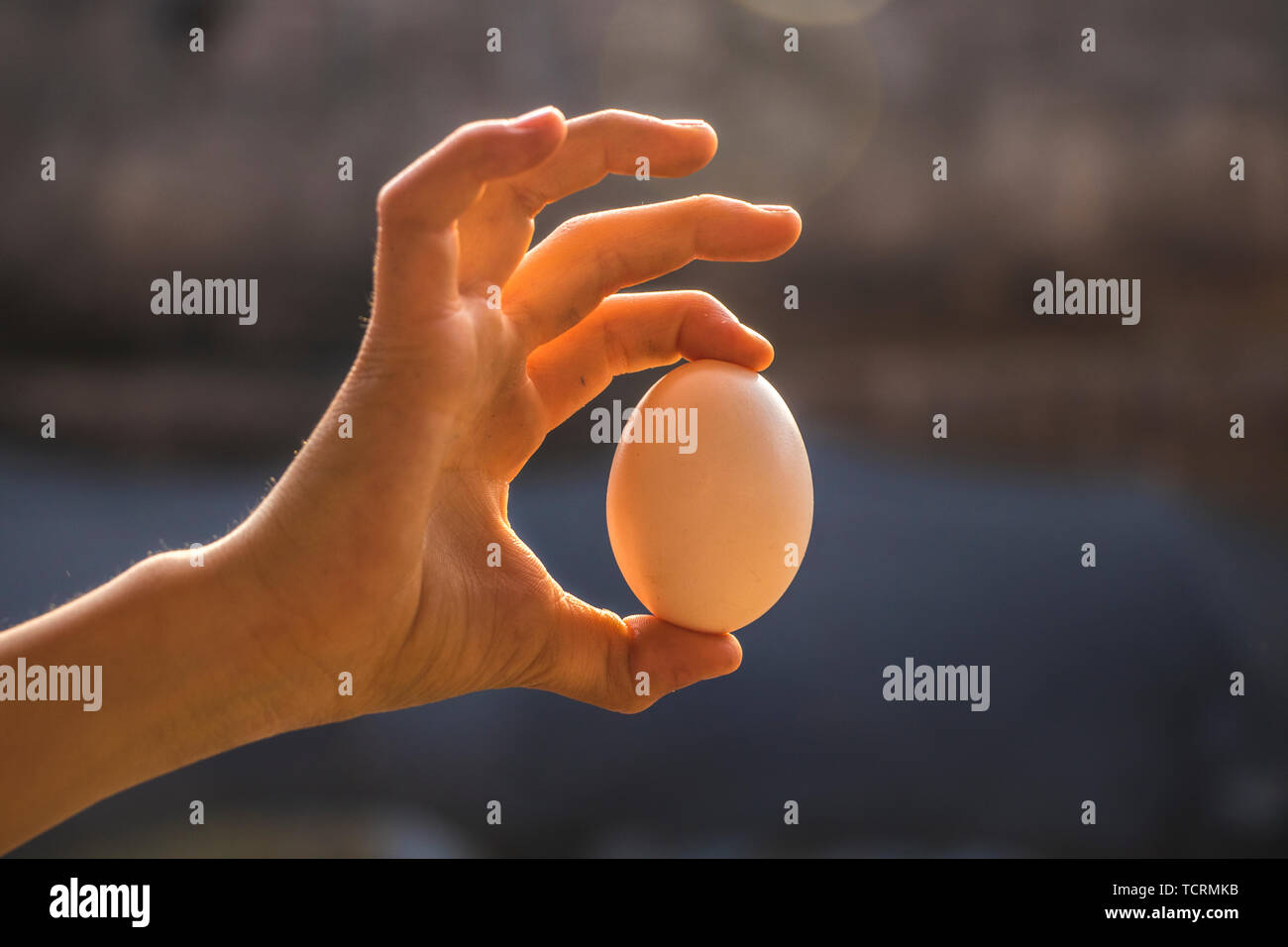 Pure earth eggs hi-res stock photography and images - Alamy