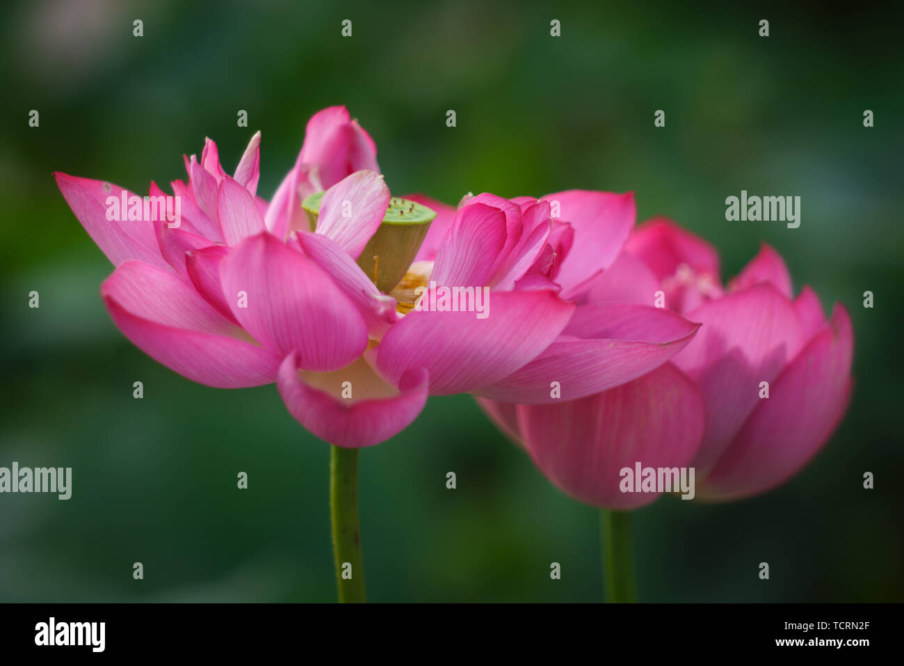 Aquatic plants in foreign countries hi-res stock photography and images ...