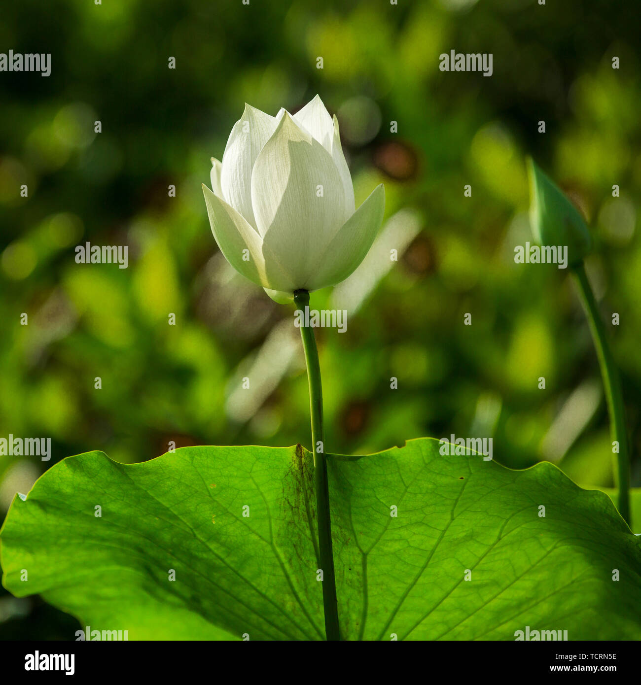 Summer lotus in foreign countries hi-res stock photography and images ...