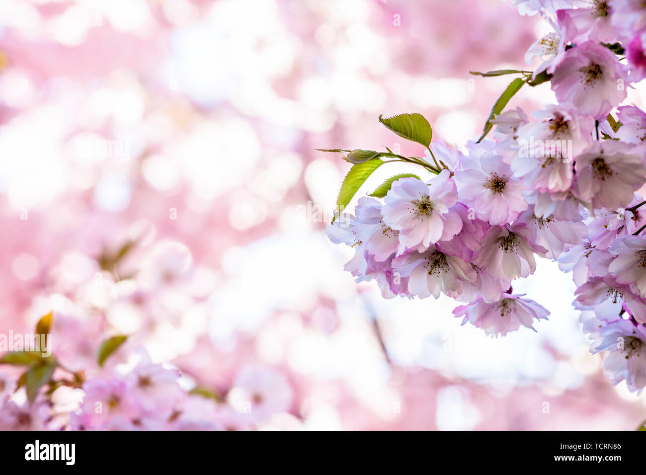 Sakura cherry blossoms hi-res stock photography and images - Alamy