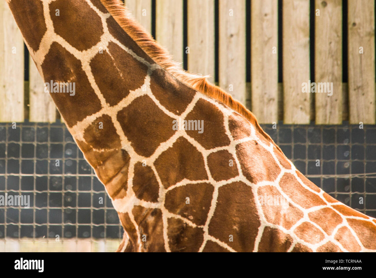 Giraffe neck mane hi-res stock photography and images - Alamy