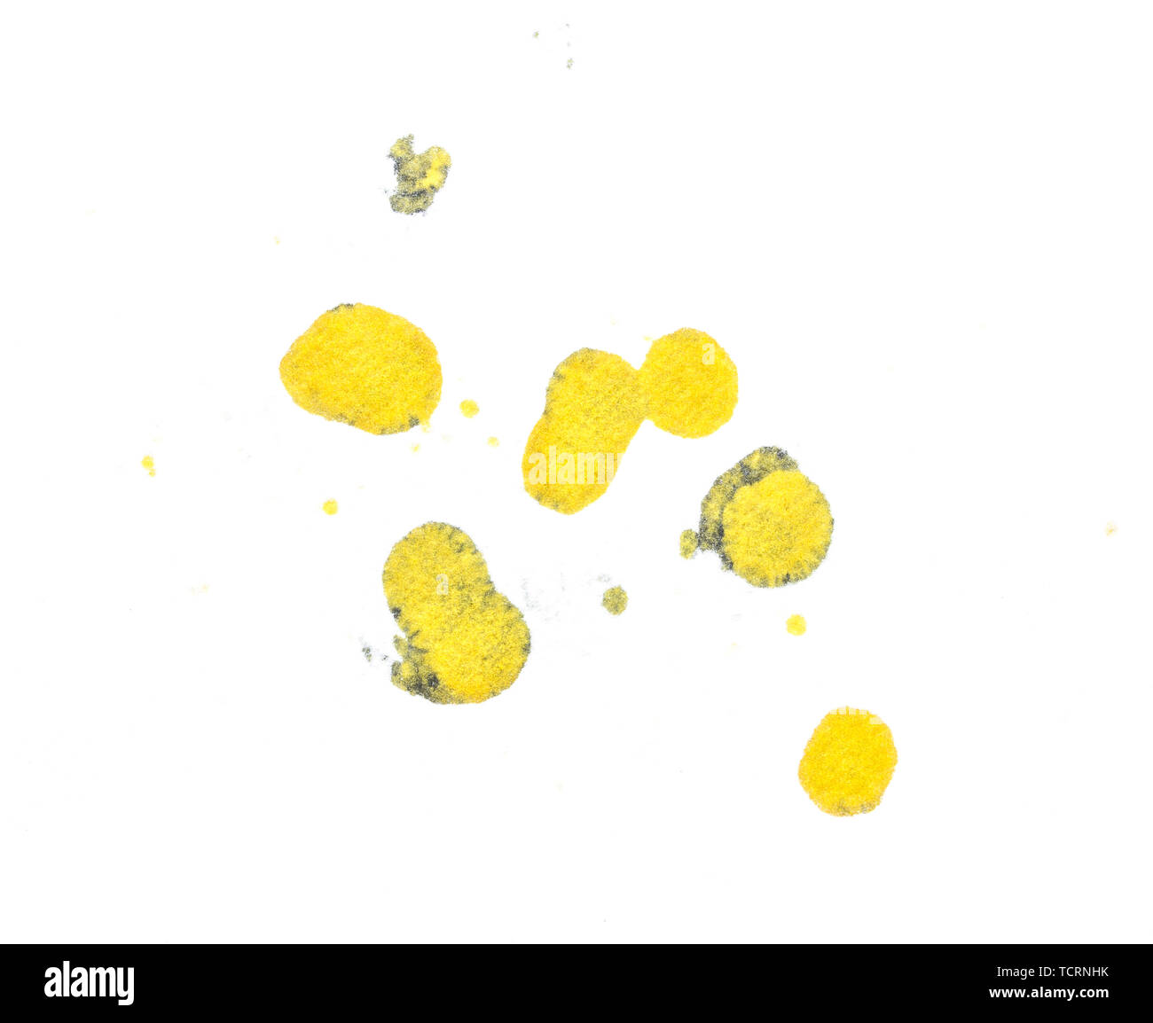 Yellow splatter paint isolated on white watercolour background Stock ...