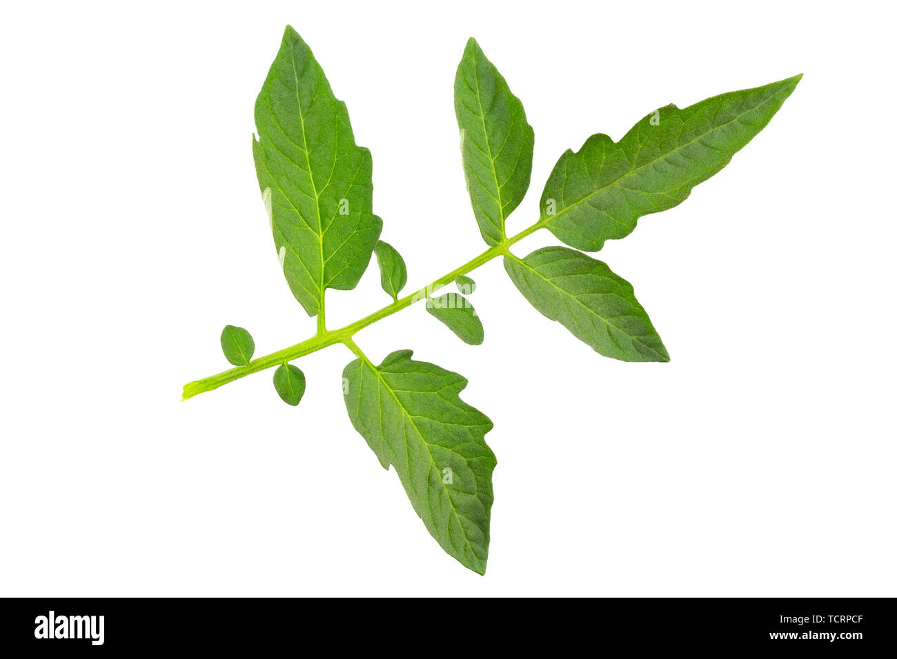 fresh green tomato leaves isolated on white background. file contains ...