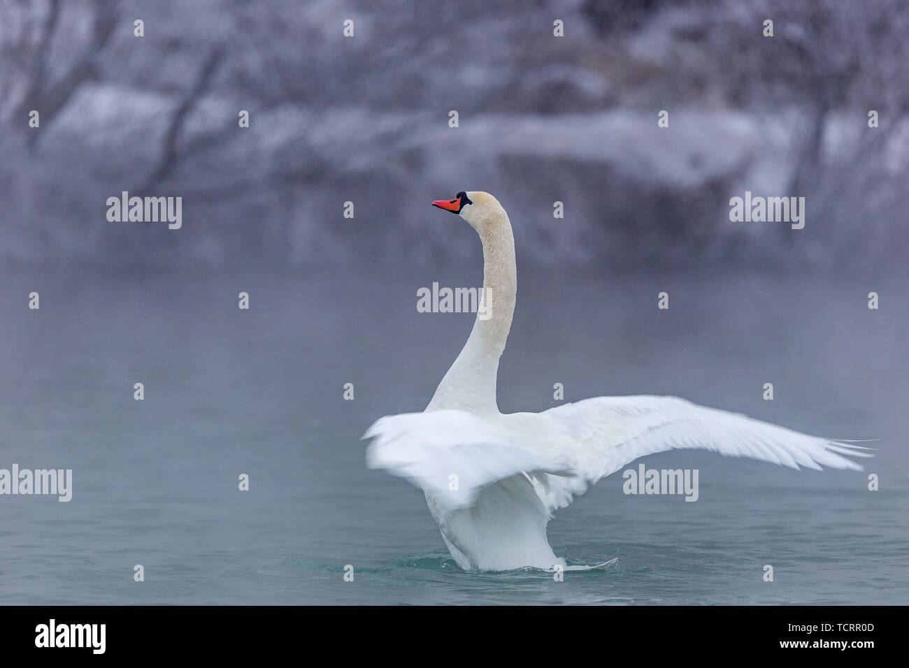 A warts-nosed swan swimming in hot springs in Yili, Xinjiang in winter ...