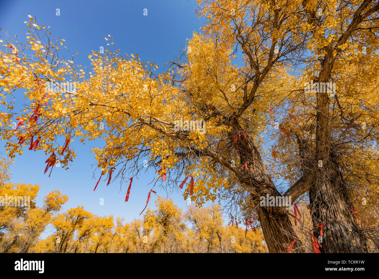 The lush Hu Yang Lin Stock Photo - Alamy
