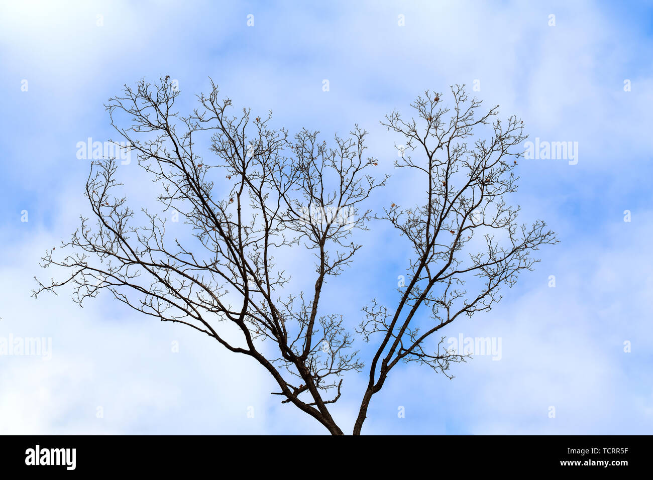 The branches after the fallen leaves Stock Photo - Alamy