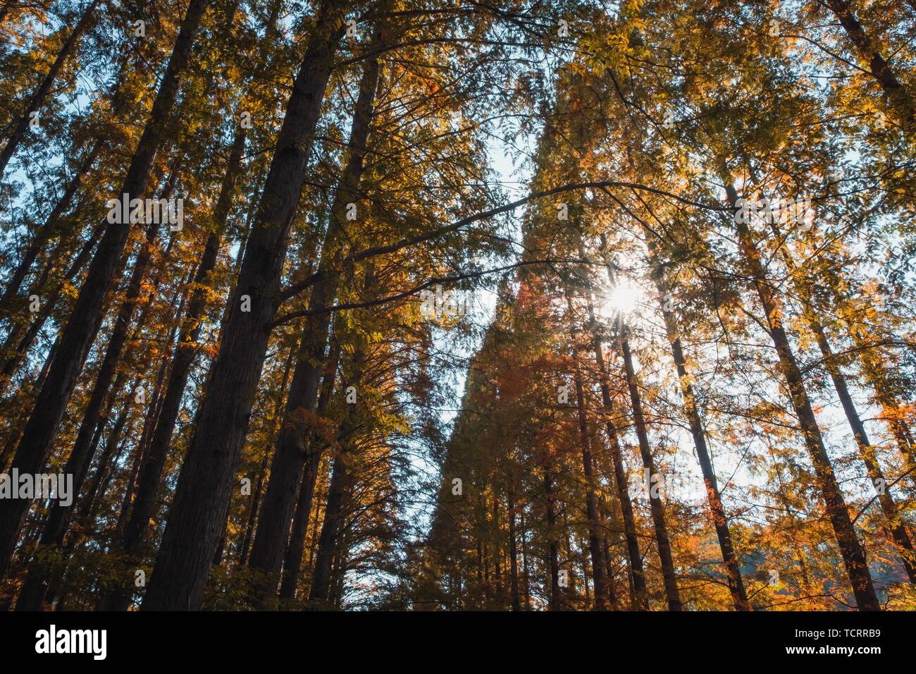 Dawa dawa tree hi-res stock photography and images - Alamy