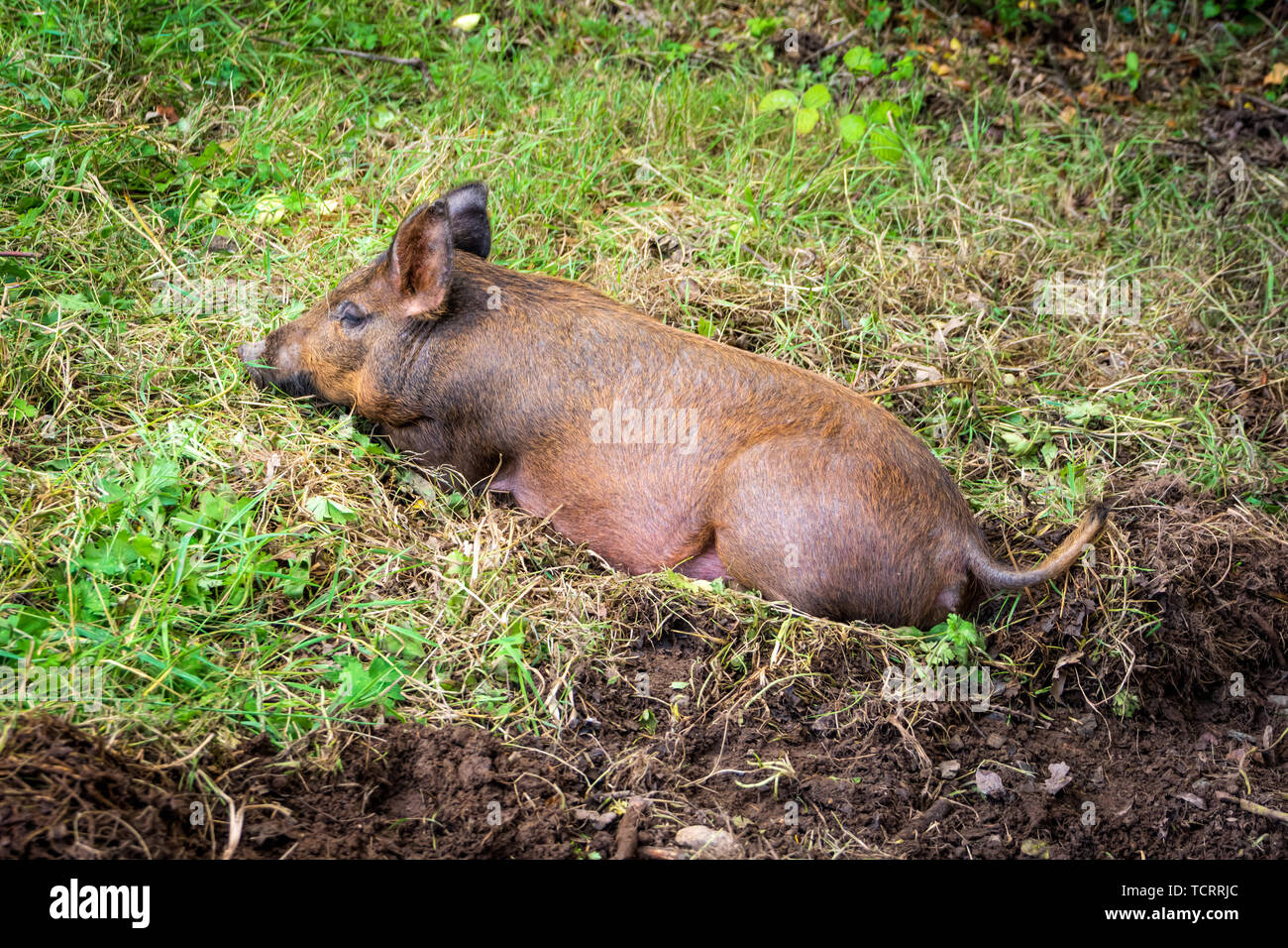 Grizzly pig hi-res stock photography and images - Alamy