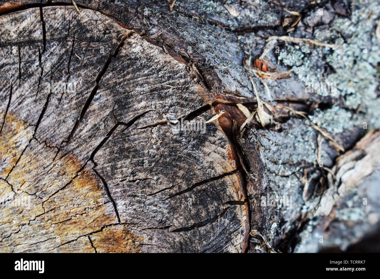 Stump of tree felled, section of the trunk. Background from the stump ...