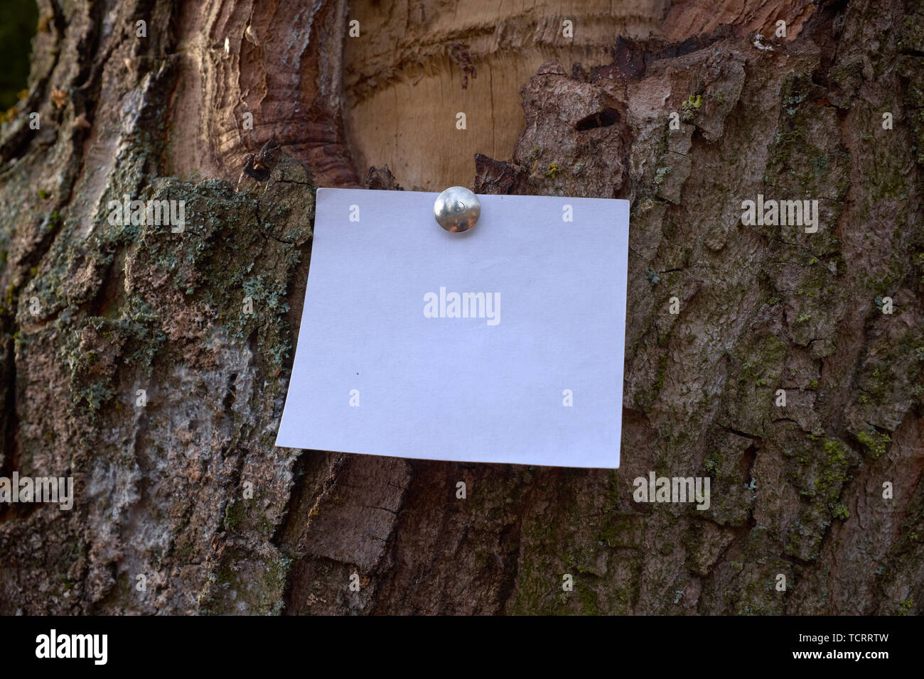 Blank sheet of paper notice sticked to the bark of tree with small ...