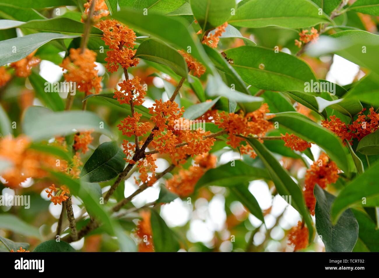 Dangui hi-res stock photography and images - Alamy