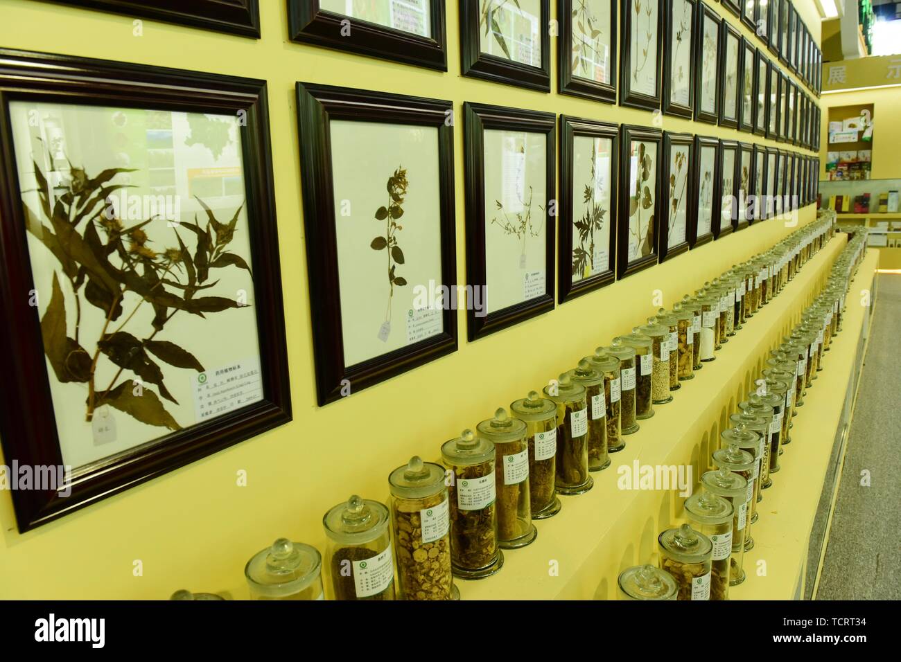 Chinese herbal plant specimens Stock Photo - Alamy