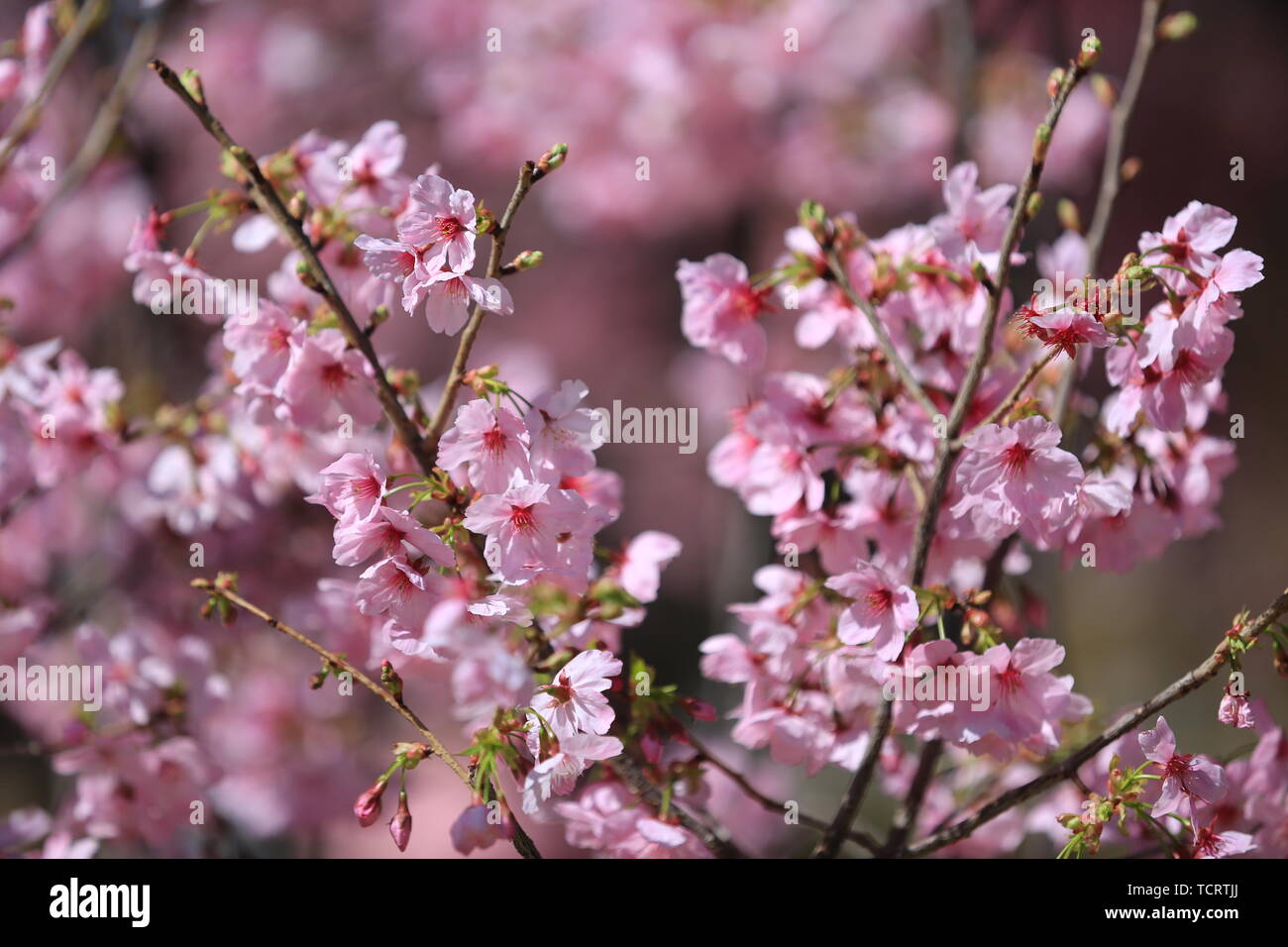 Spring cherry blossoms Stock Photo - Alamy