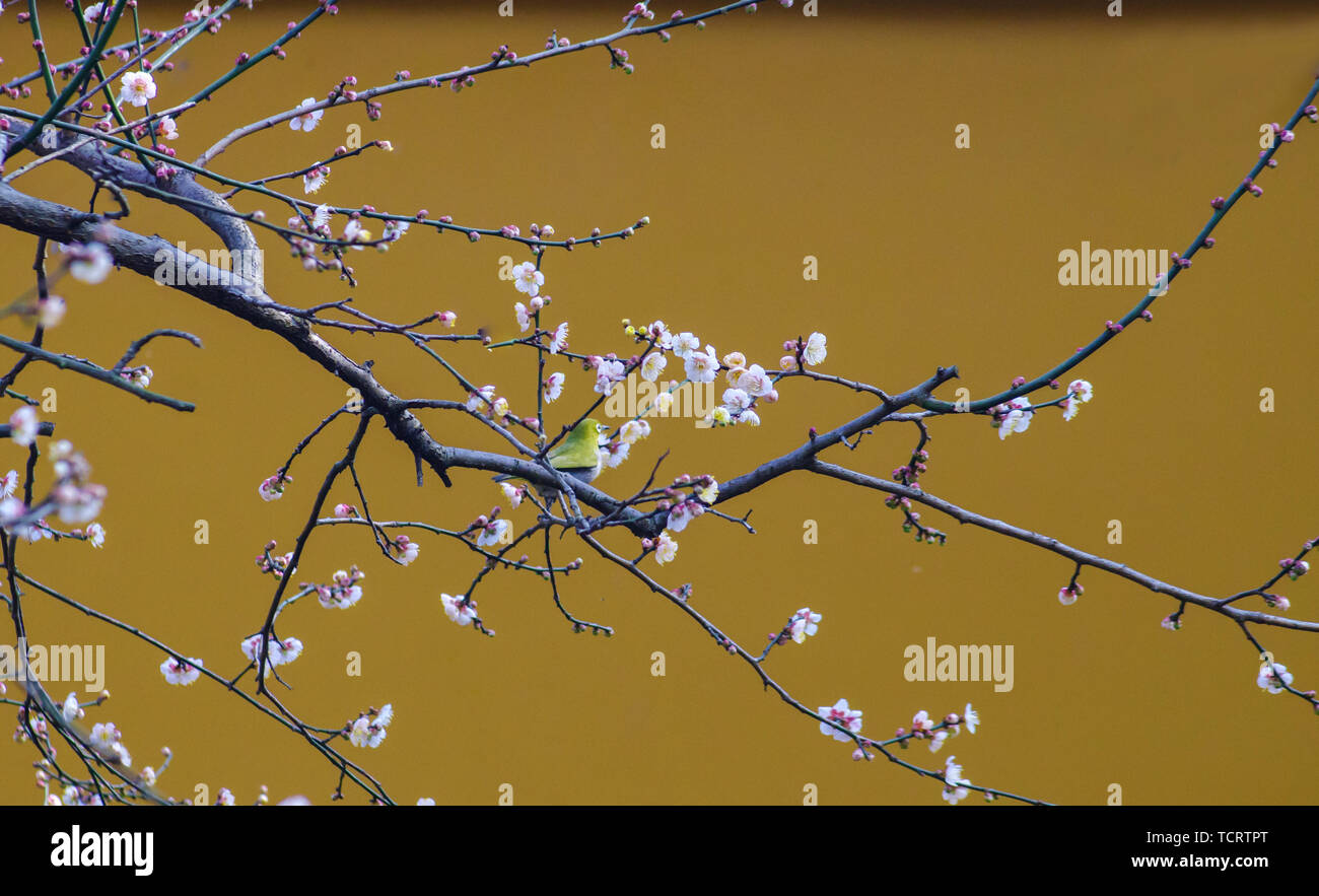 Embroidery eyes on the plum tree Stock Photo - Alamy