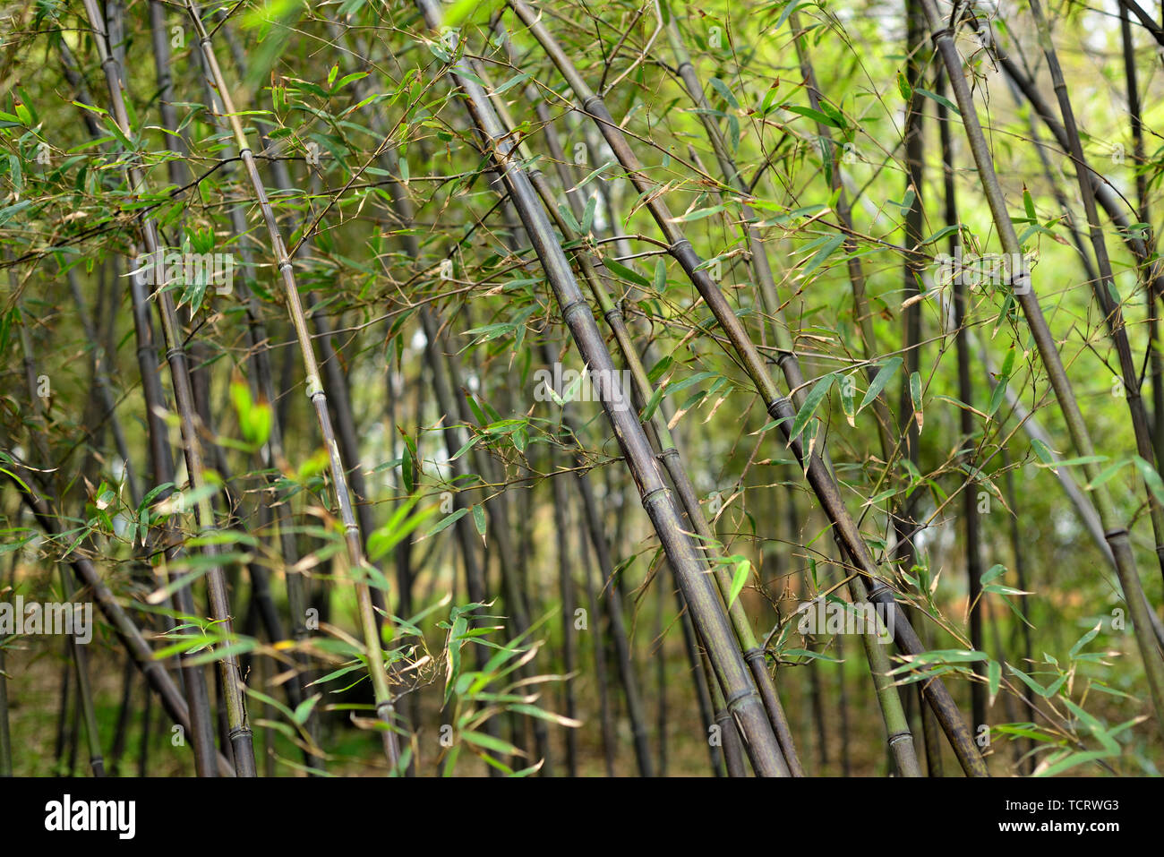Purple bamboo forest Stock Photo - Alamy
