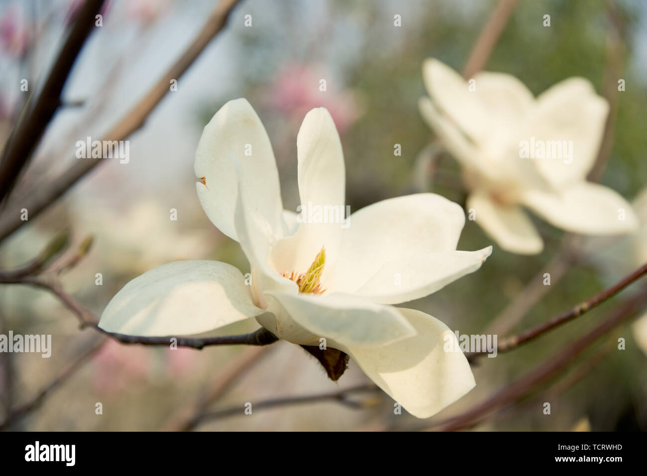 Man and magnolia trees hi-res stock photography and images - Alamy