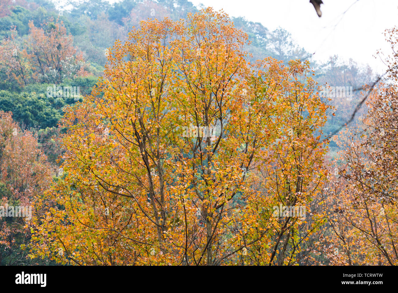 Stone Gate Red Leaf, Stone Gate National Forest Park Stock Photo - Alamy