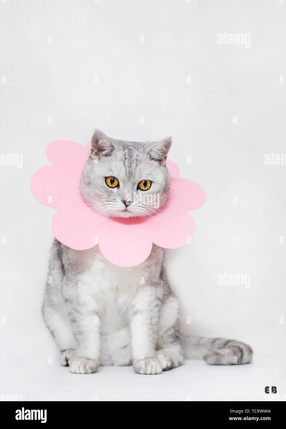 Cat, flower, neck Stock Photo - Alamy