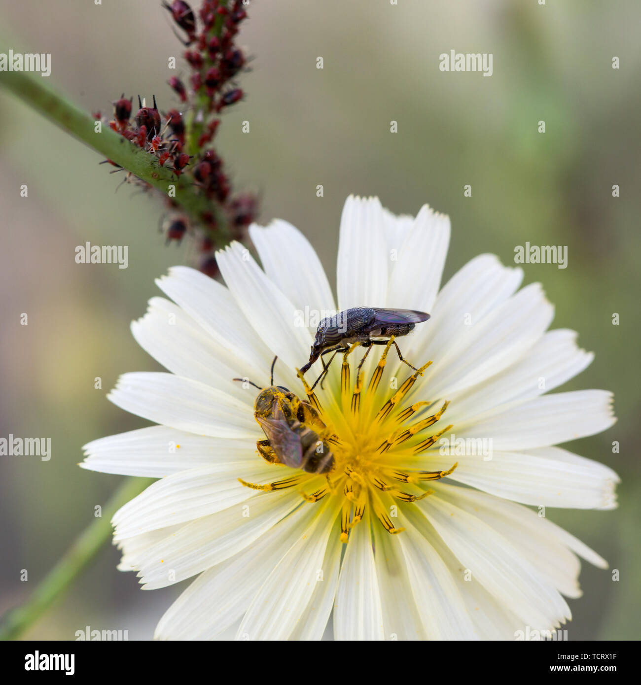 Insects on wildflowers Stock Photo - Alamy