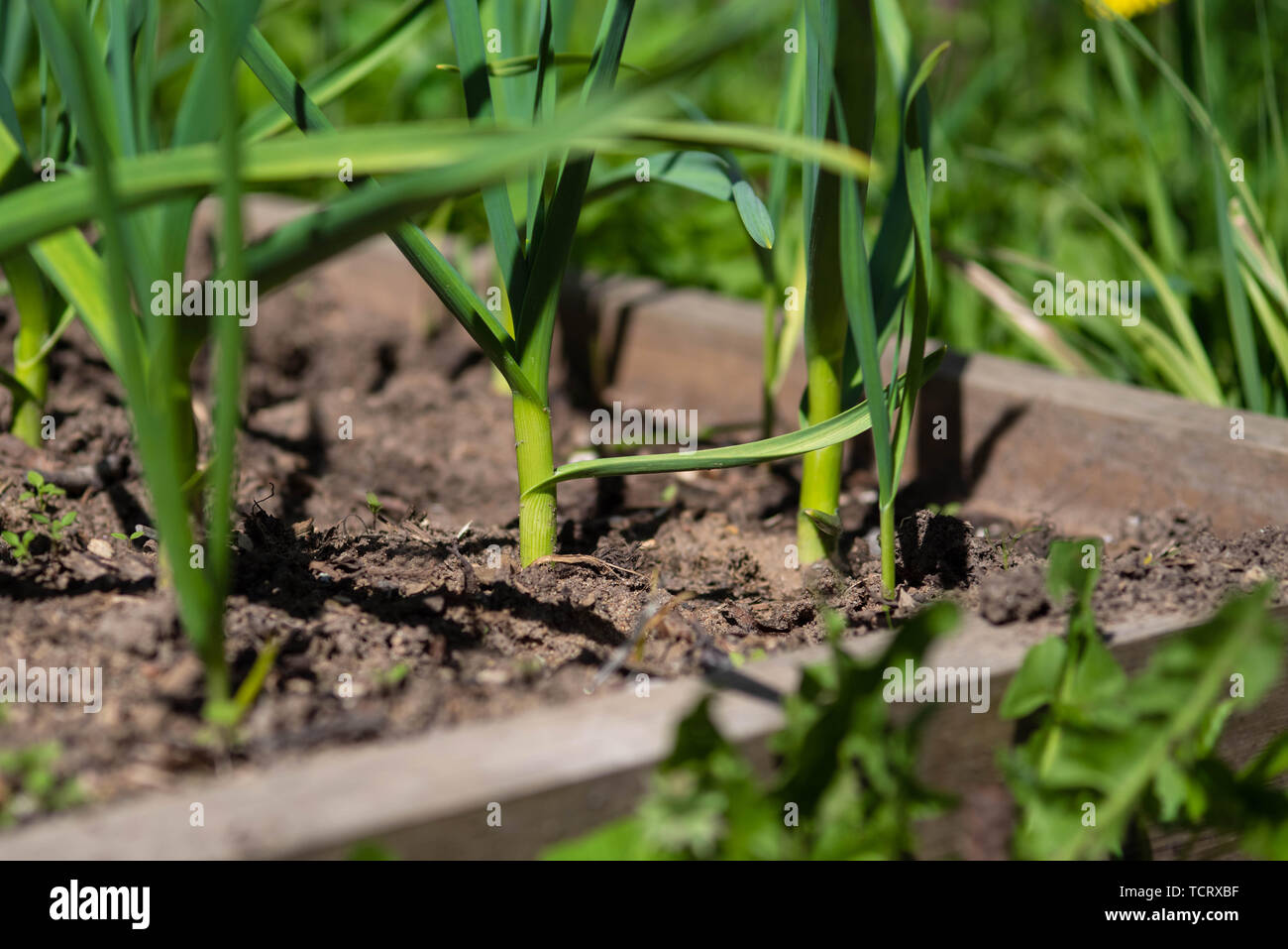 green garlic sprouts grow from the ground Stock Photo - Alamy