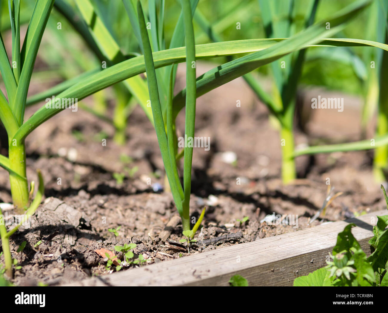 green garlic sprouts grow from the ground Stock Photo - Alamy