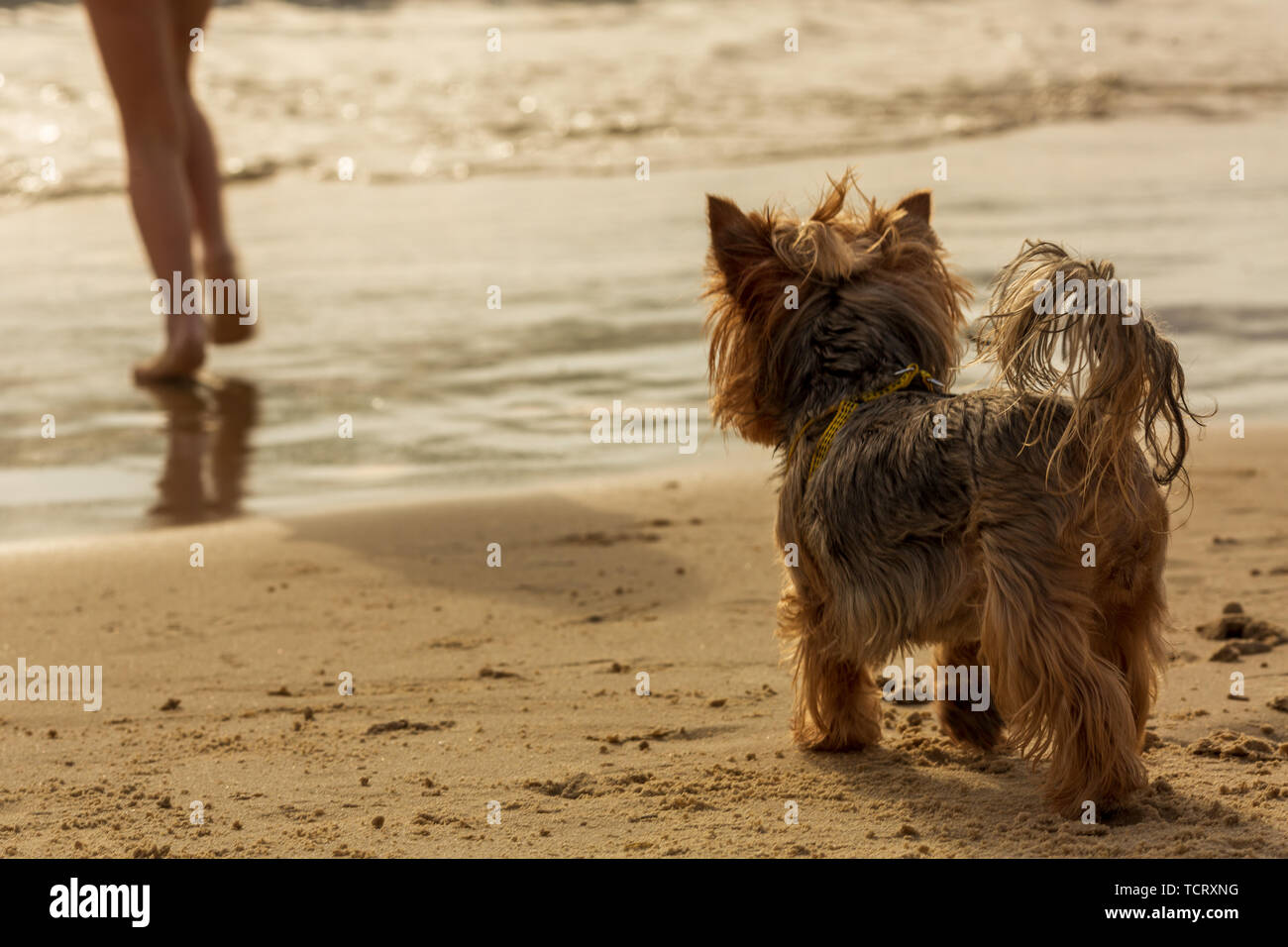 Yorkshire terrier sand beach hi-res stock photography and images - Alamy