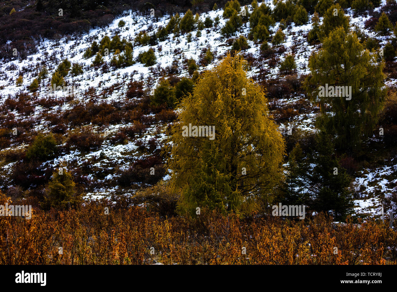 Gold partridge hi-res stock photography and images - Alamy