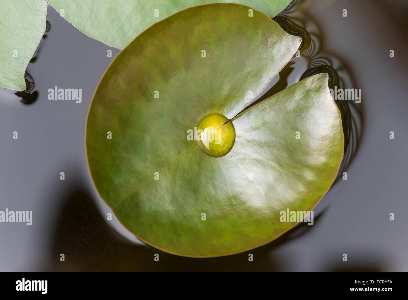 Half lotus flowers hi-res stock photography and images - Alamy