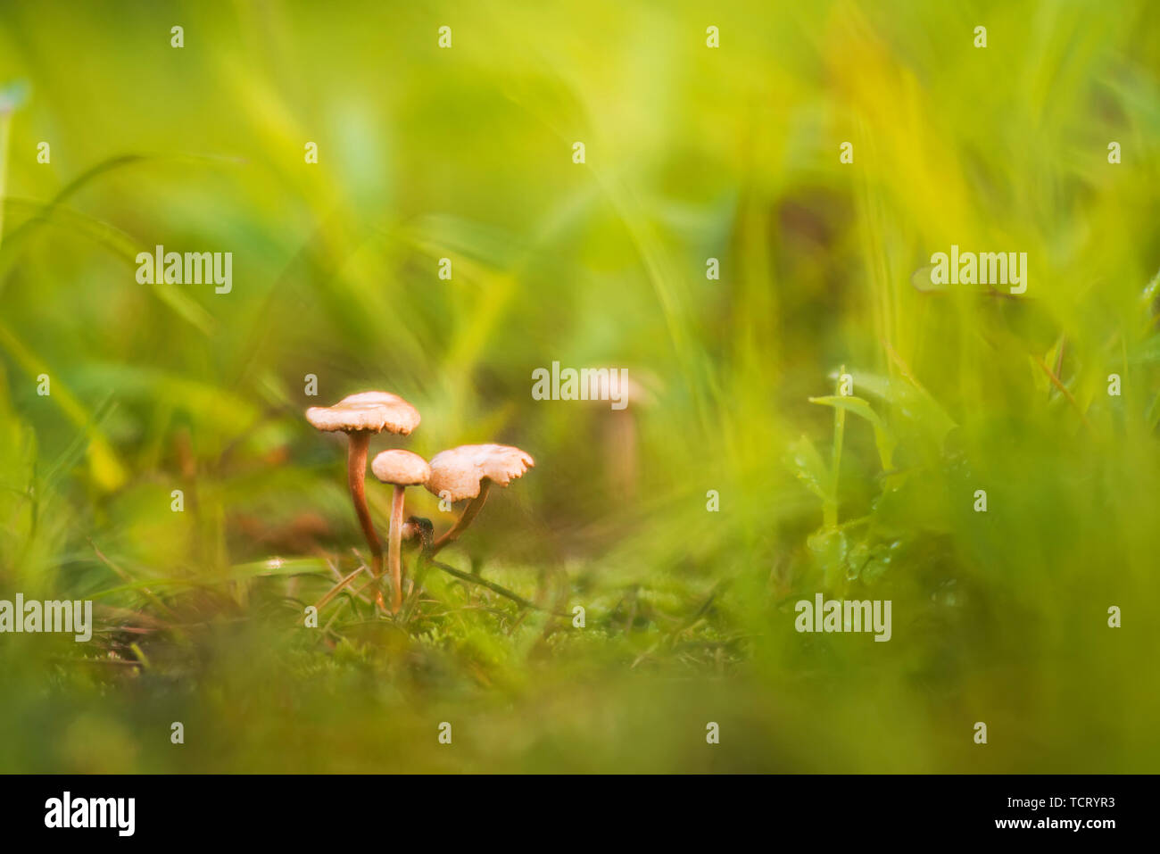Ecological photography, mushroom photos Stock Photo - Alamy